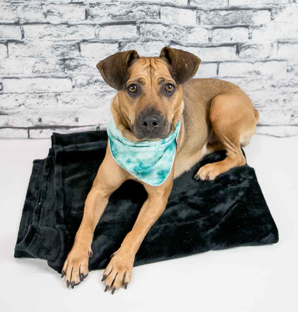 Josie - Mostly Mutts AR