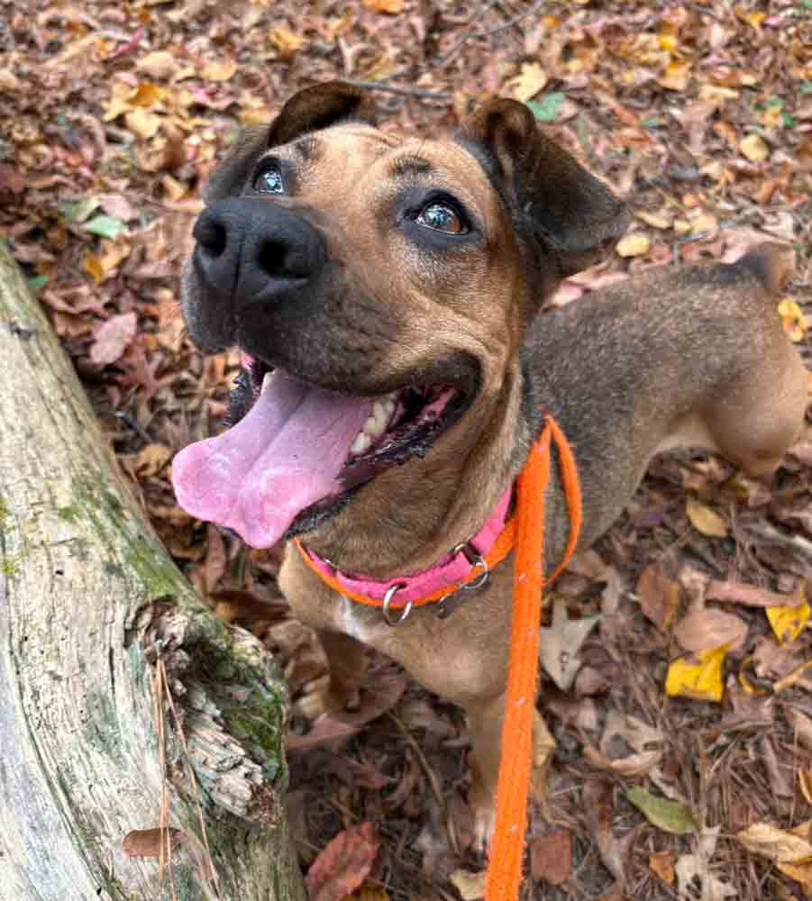 Josie - Mostly Mutts AR