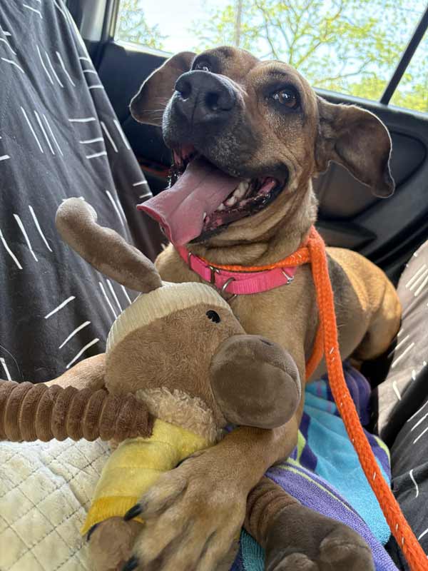 Josie - Mostly Mutts AR