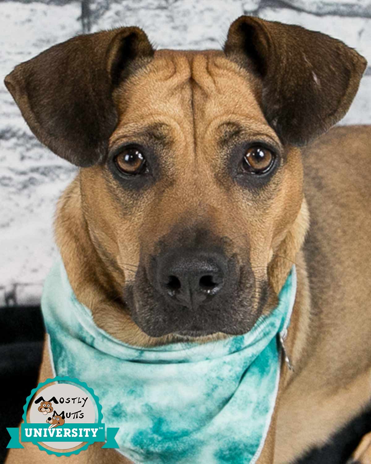 Josie - Mostly Mutts AR