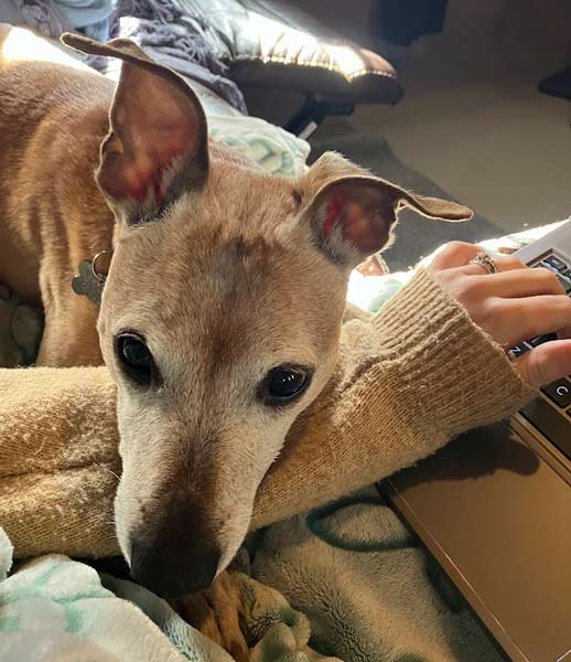 Meeko - Mostly Mutts AR