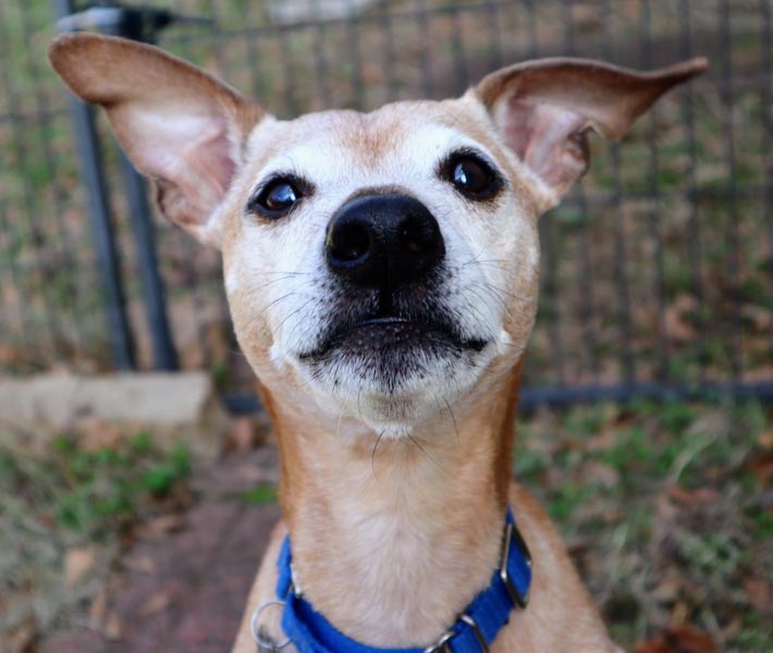 Meeko - Mostly Mutts AR