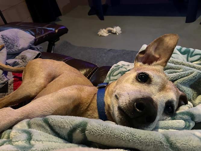 Meeko - Mostly Mutts AR