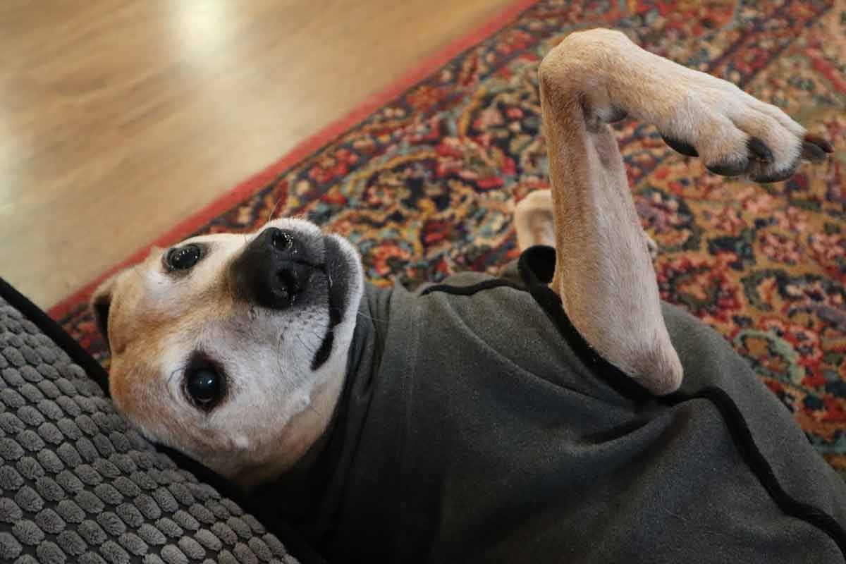 Meeko - Mostly Mutts AR