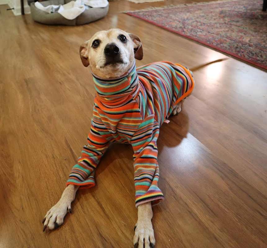 Meeko - Mostly Mutts AR