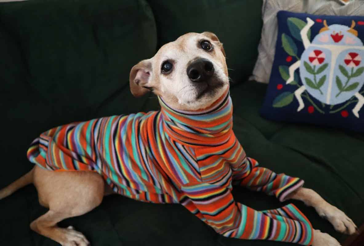 Meeko - Mostly Mutts AR