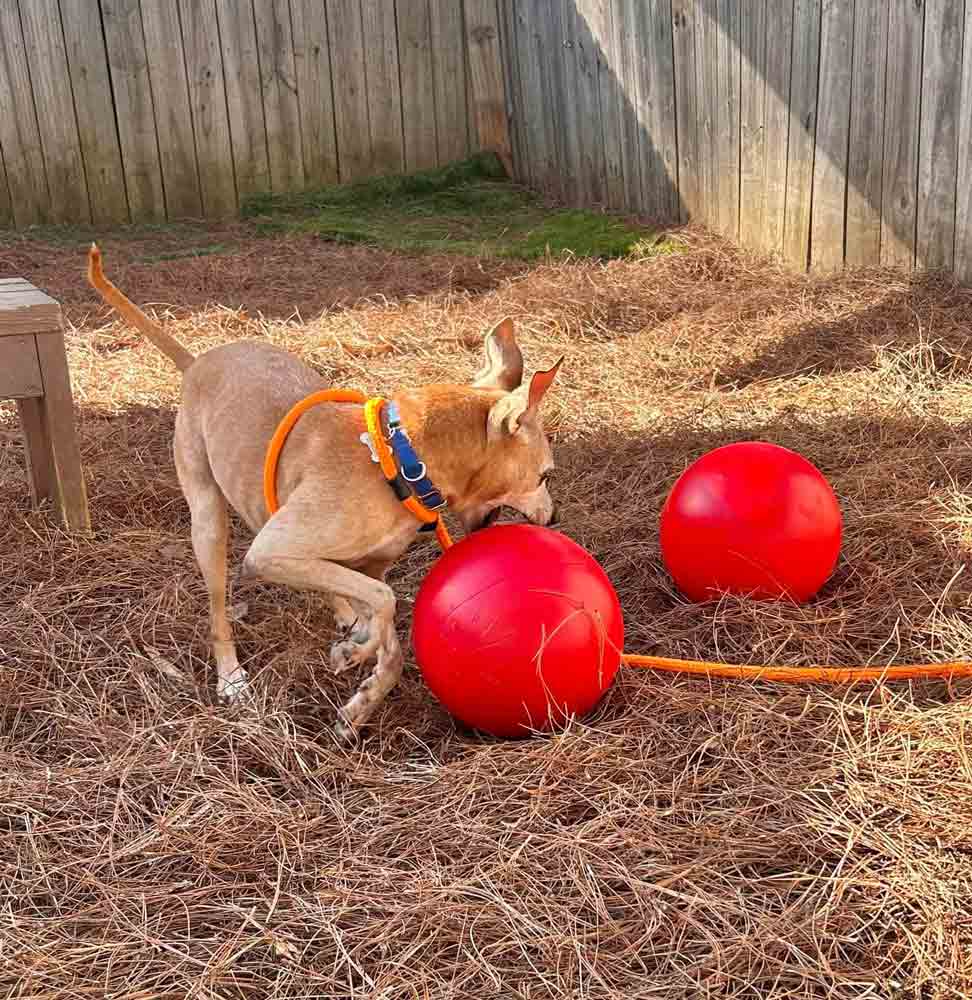 Meeko - Mostly Mutts AR