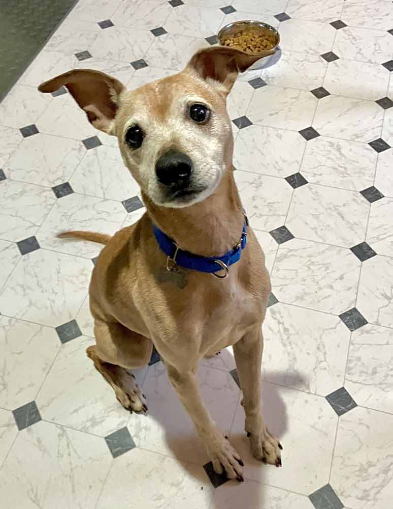 Meeko - Mostly Mutts AR